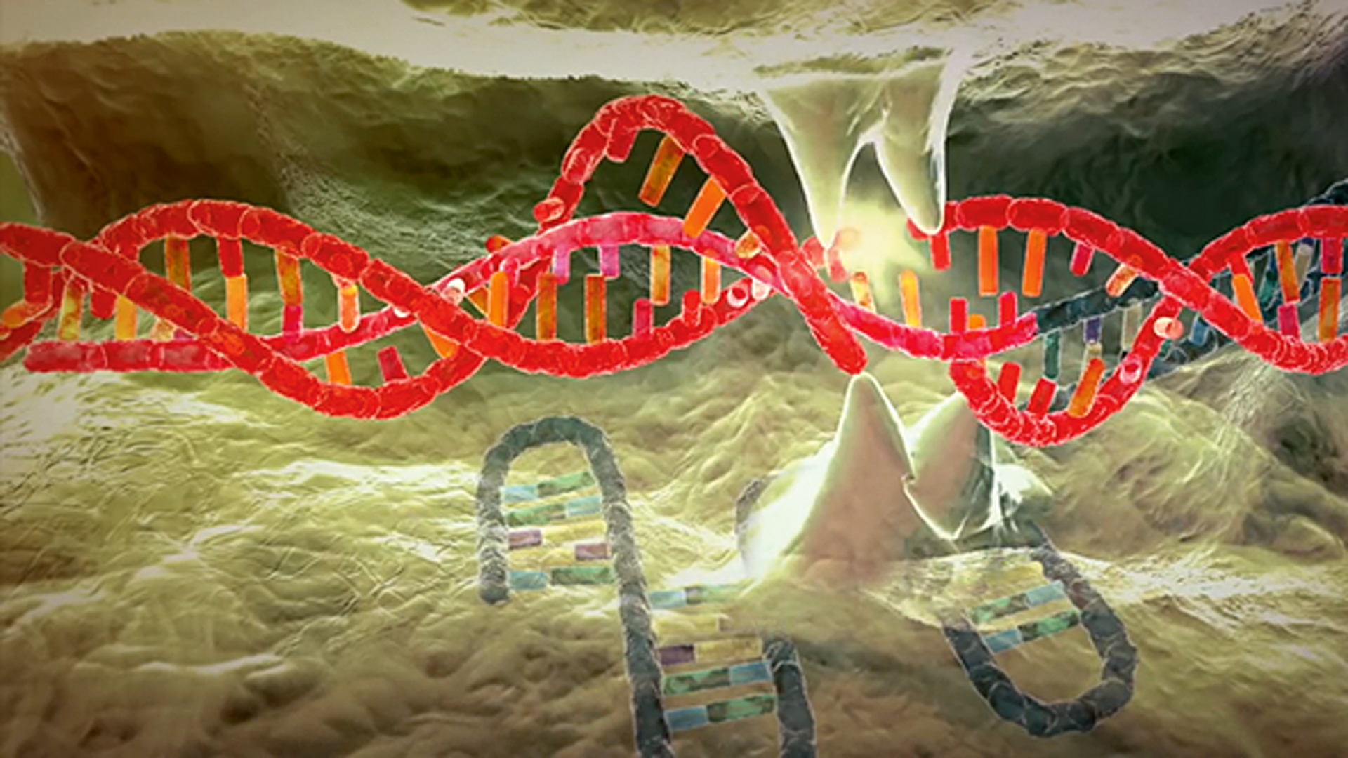 WHO fordert „klare Richtlinien“ zu Genmanipulation